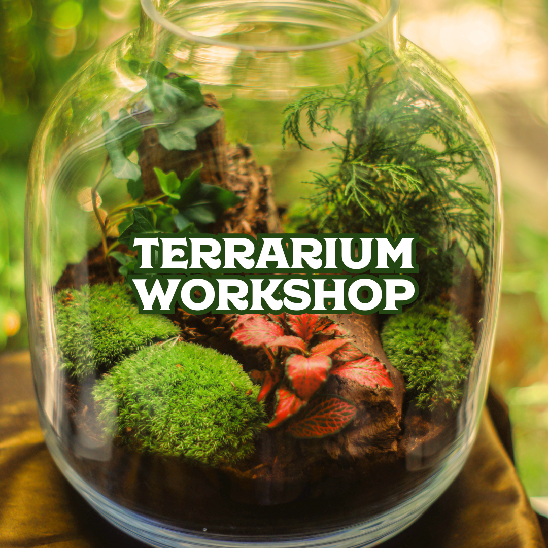 Terrarium Workshop - 3/12/25 | Underhill Plants
